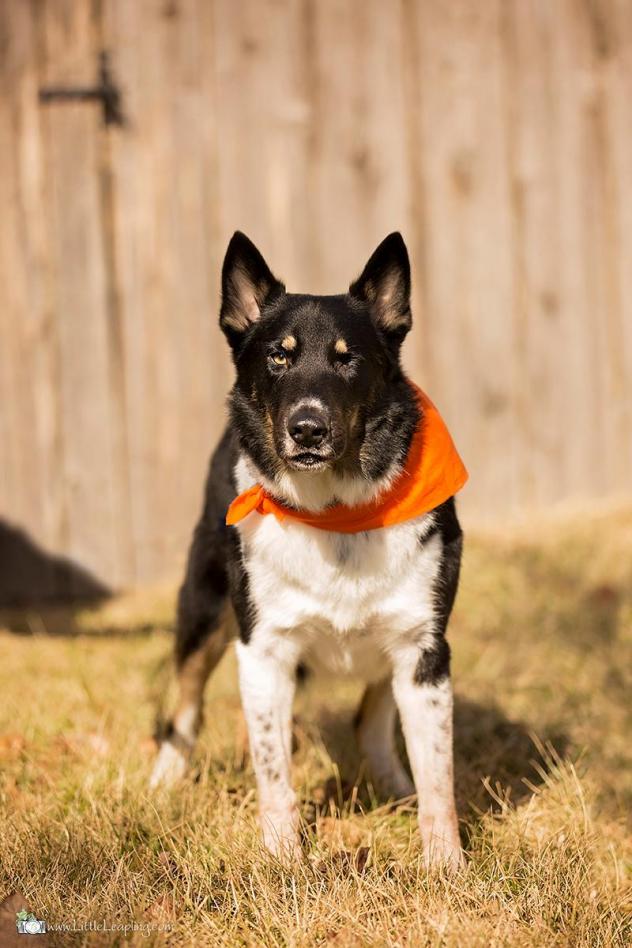 Riley County Humane Society (RCHS): Senior Pet Adoption Assistance ...