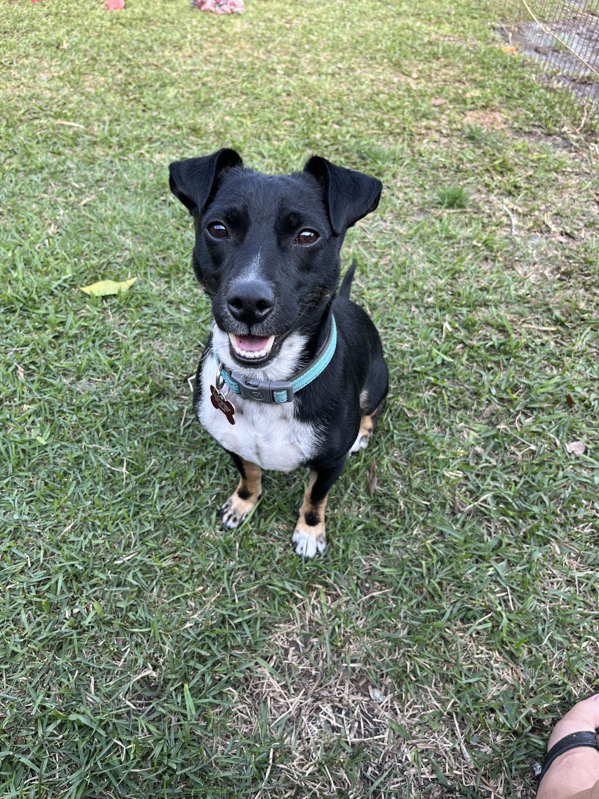 Papillon Pals Rescue, Inc.: Orvis Dog Enrichment Grant Report ...