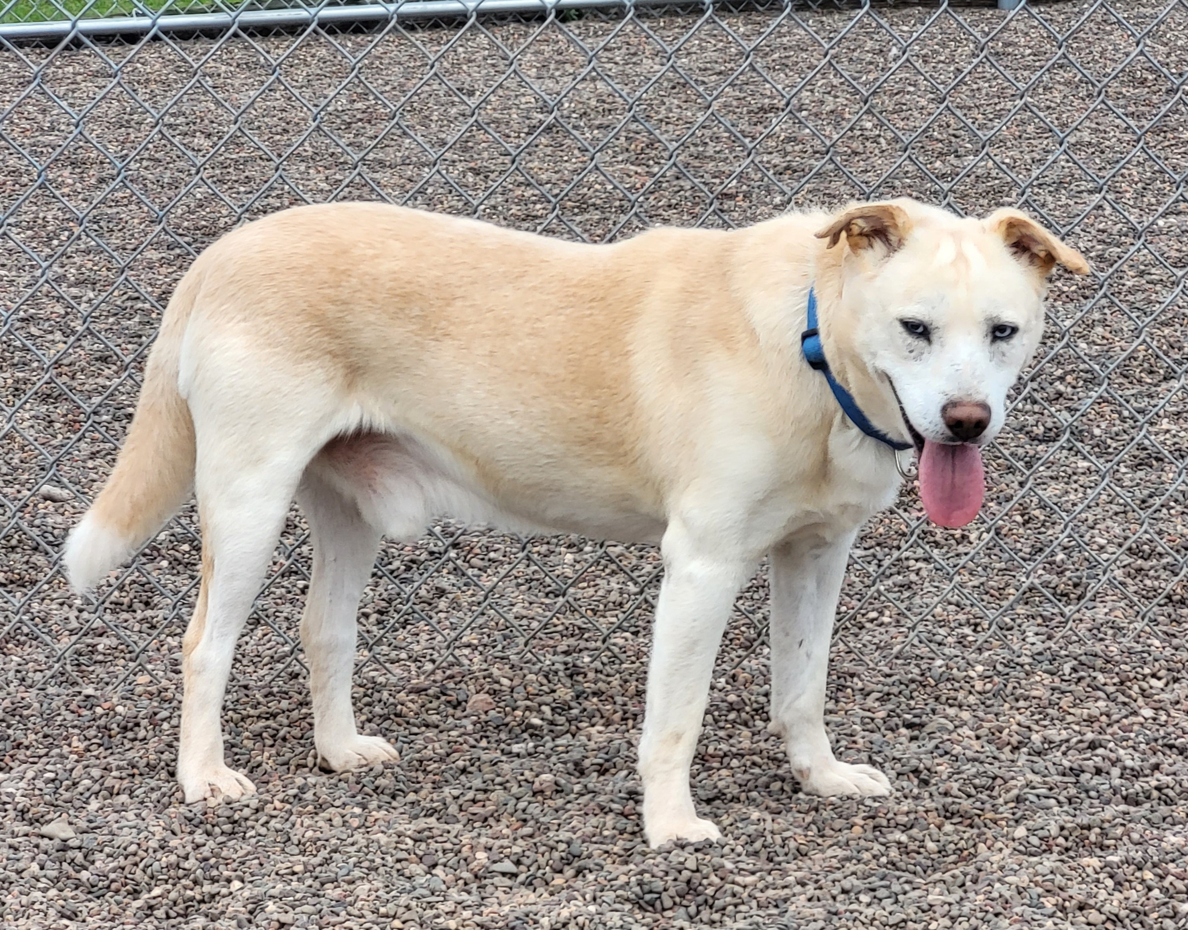 Taylor County WI Humane Society: Dog Enrichment Grant Report ...