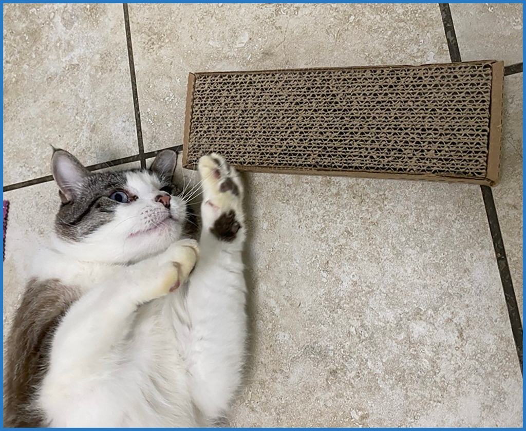 Animal Humane New Mexico: Cat Enrichment Grant Report - Petfinder ...