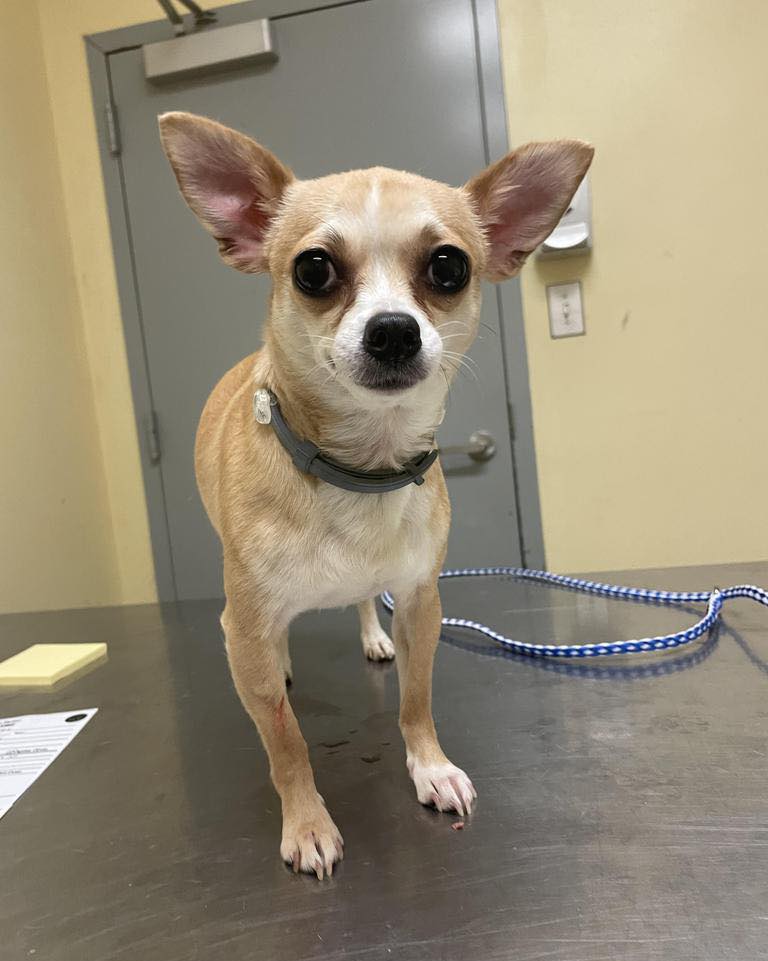 Florence Area Humane Society: Kia Pet Adoption Grant Report - Petfinder ...