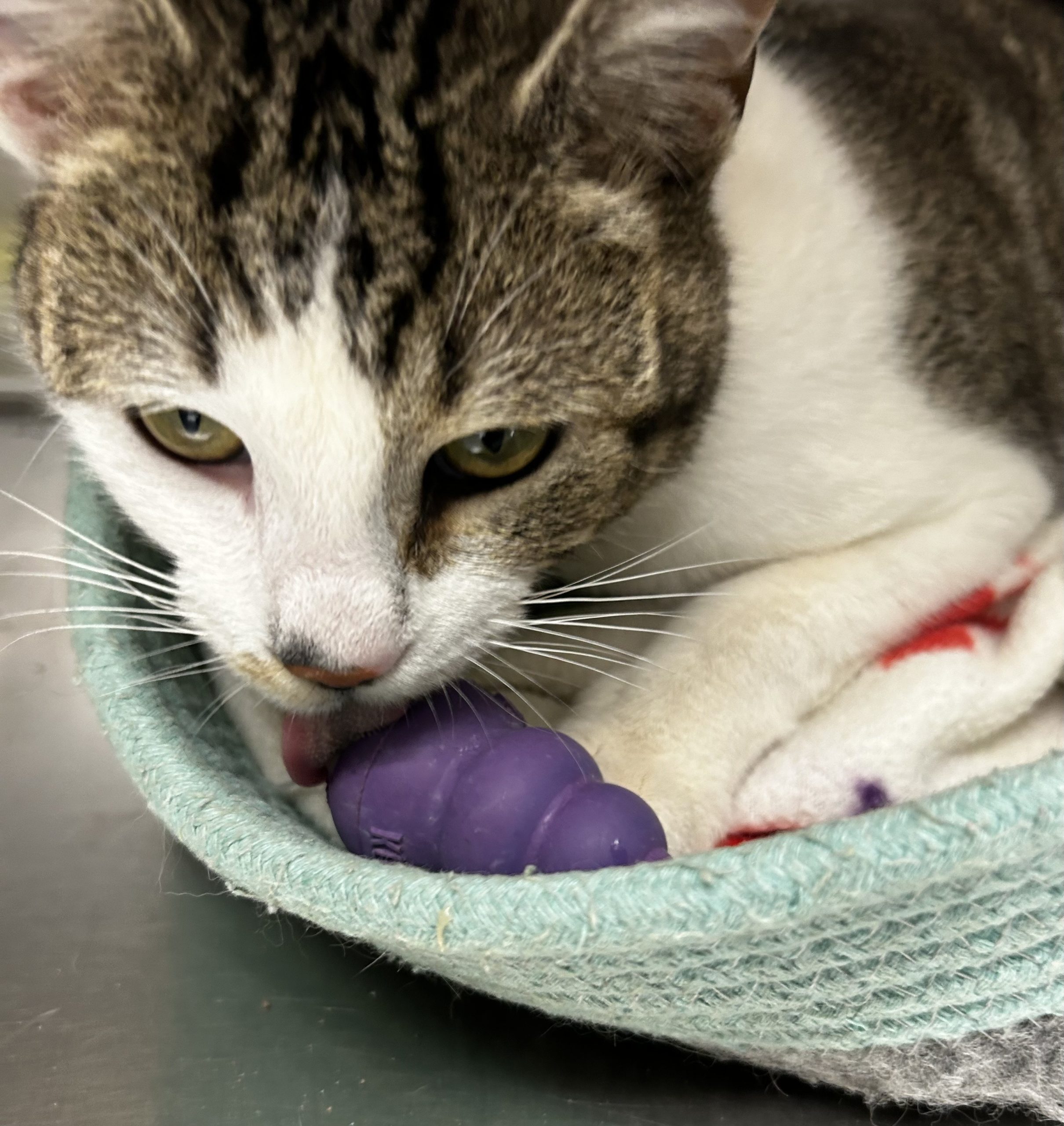 Lanett Animal Clinic Rescue Critters: KONG Toys Grant Report ...