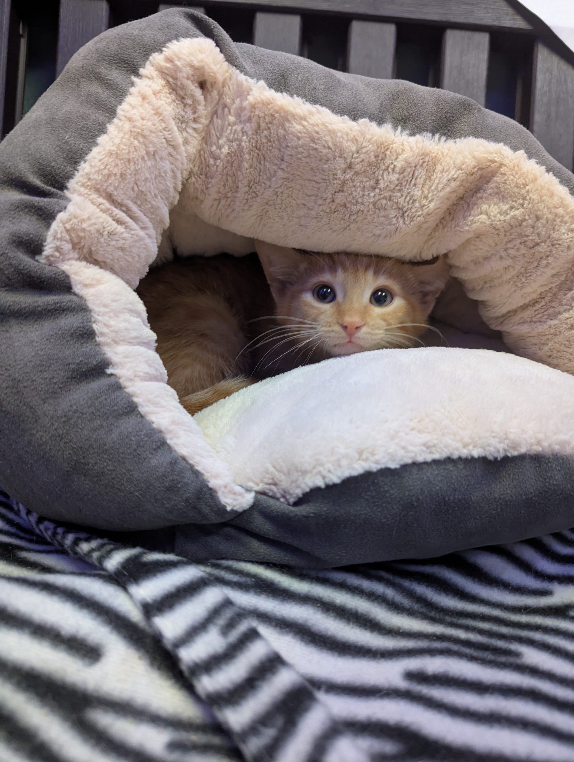 Humane Society of Portage County: Cat Enrichment Grant Report ...