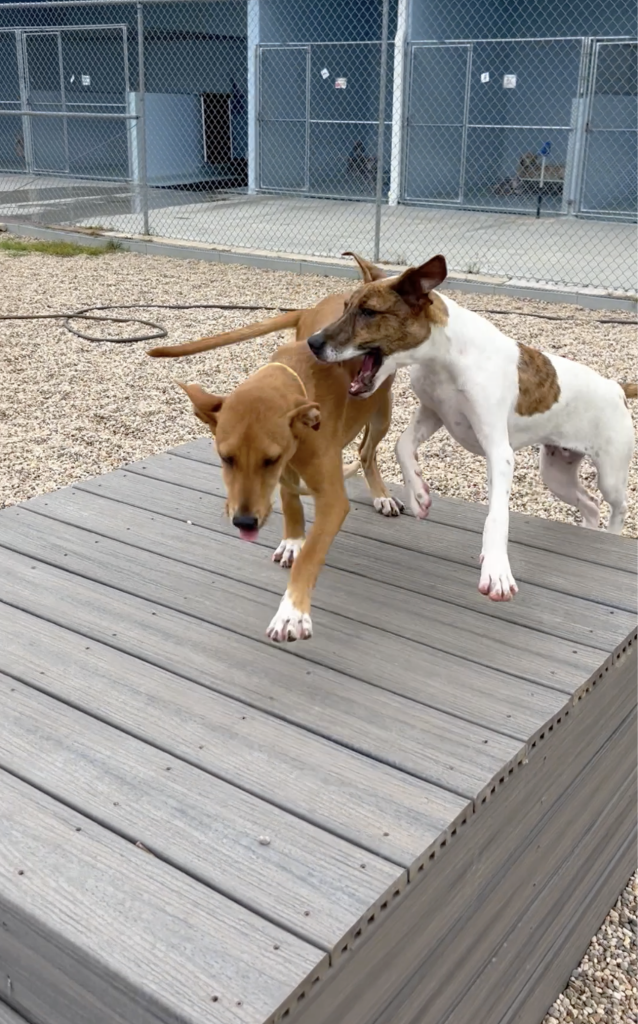 Paws Place Dog Rescue: Dog Enrichment Grant Report - Petfinder Foundation