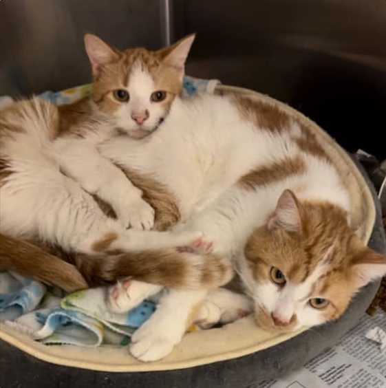 Pet Refuge North Kingstown