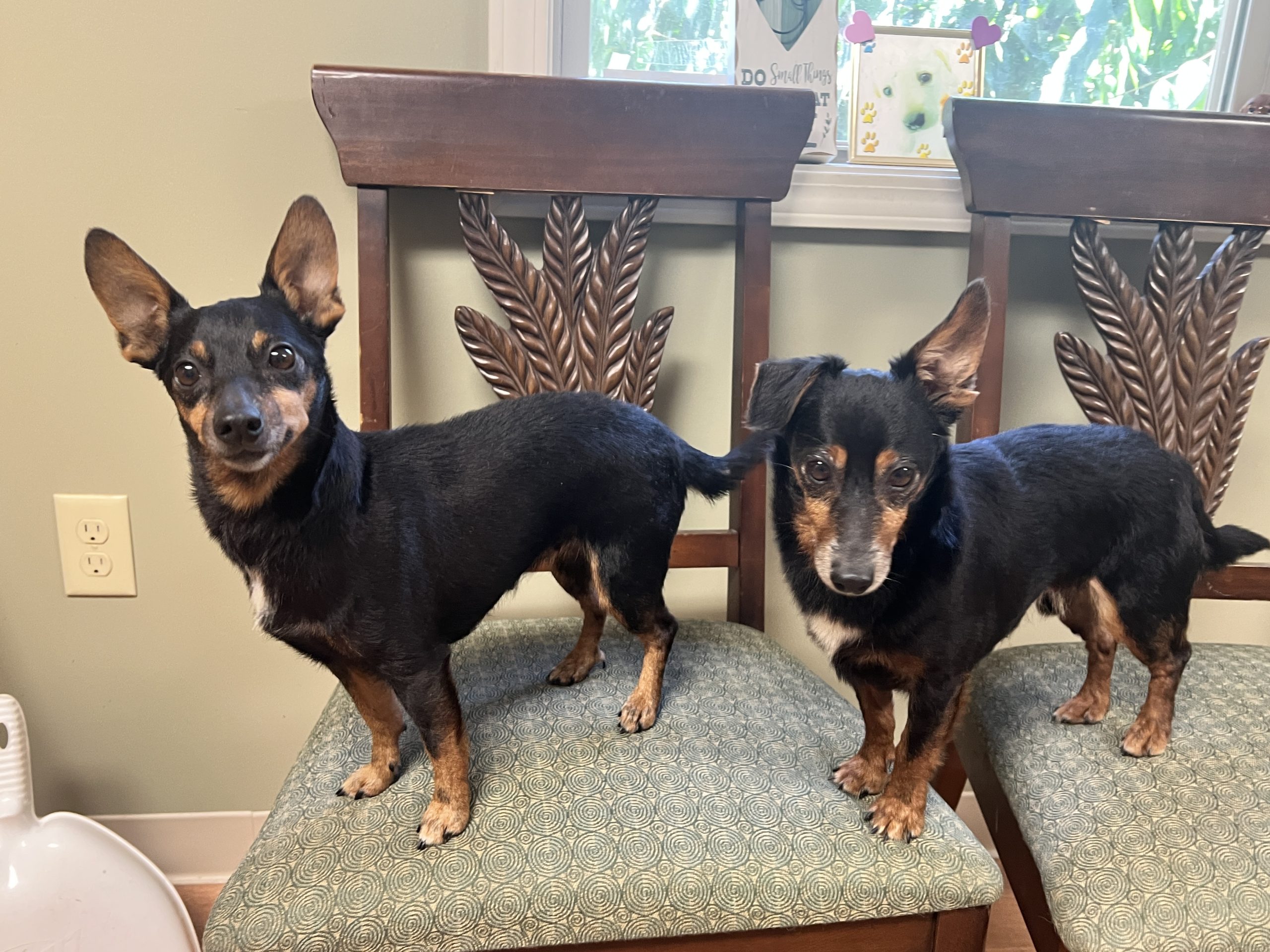 Humane Society of Marion County: Senior Pet Adoption Assistance Grant ...